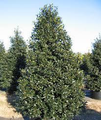 Ilex x meserveae PP14310 / Proven Winners® 'Color Choice® Castle Spire®'